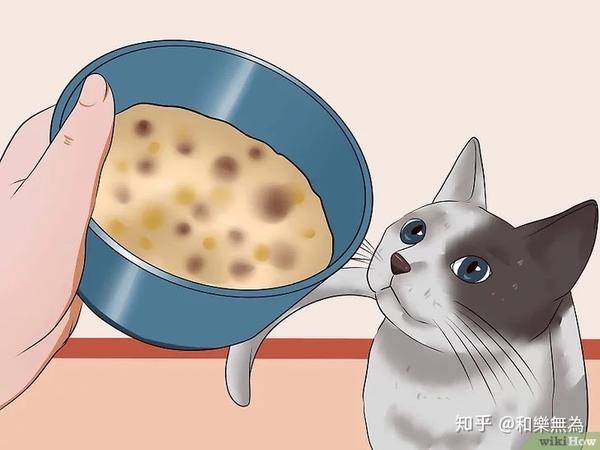 如何巧妙的给猫喂药？ 知乎