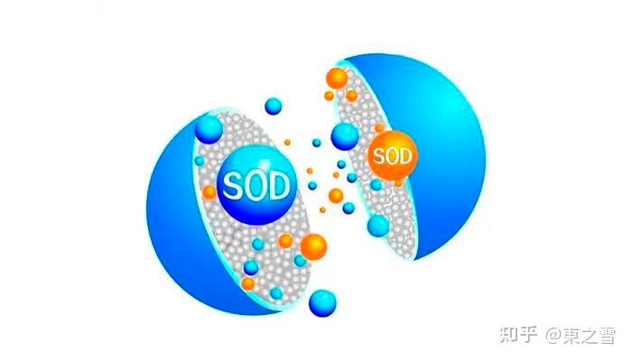 服用SOD的常见问答，你一定要收藏！ - 知乎
