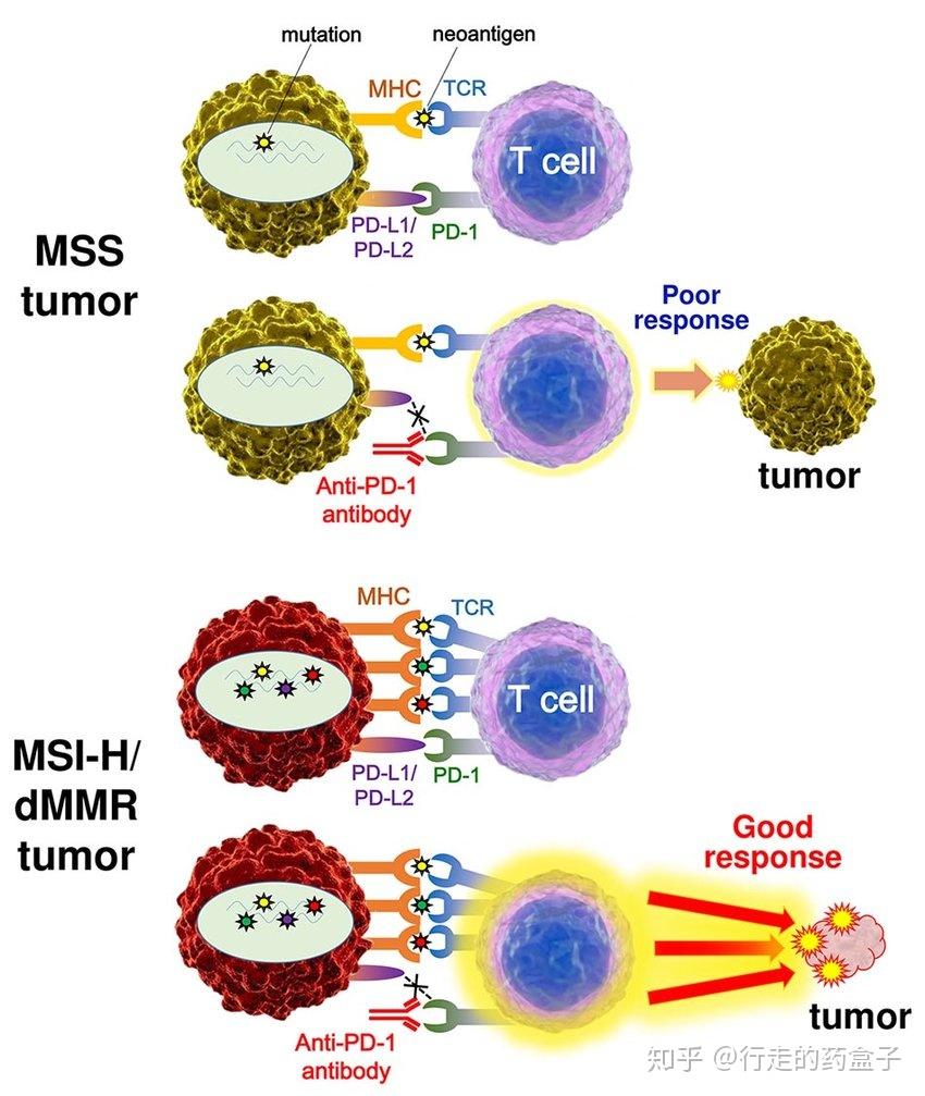 MSI/MMR 怎么检测？有何意义？ - 知乎