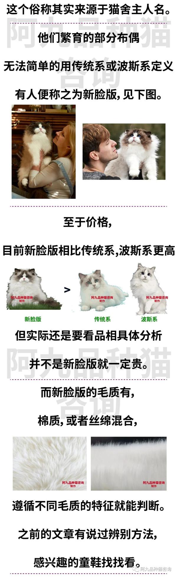 布偶猫新脸版 知乎