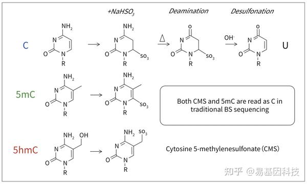 易基因｜一文读懂精准简化基因组甲基化测序(RRBS+oxRRBS)分析怎么做 - 知乎