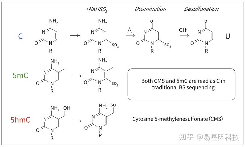 易基因｜一文读懂精准简化基因组甲基化测序(RRBS+oxRRBS)分析怎么做 - 知乎