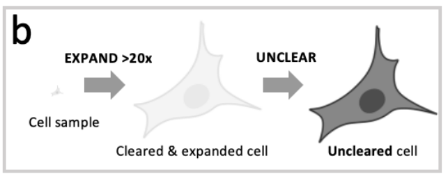 耶鲁团队bioRxiv发文 | 一个细胞的膨胀：可视化的 “狂飙” - 知乎