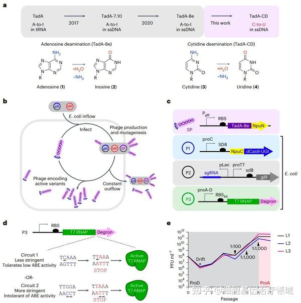 NBT（IF=68） | 刘如谦团队开发新的小型、高效的胞嘧啶碱基编辑器 - 知乎