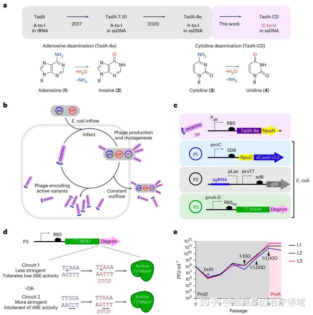 NBT（IF=68） | 刘如谦团队开发新的小型、高效的胞嘧啶碱基编辑器 - 知乎