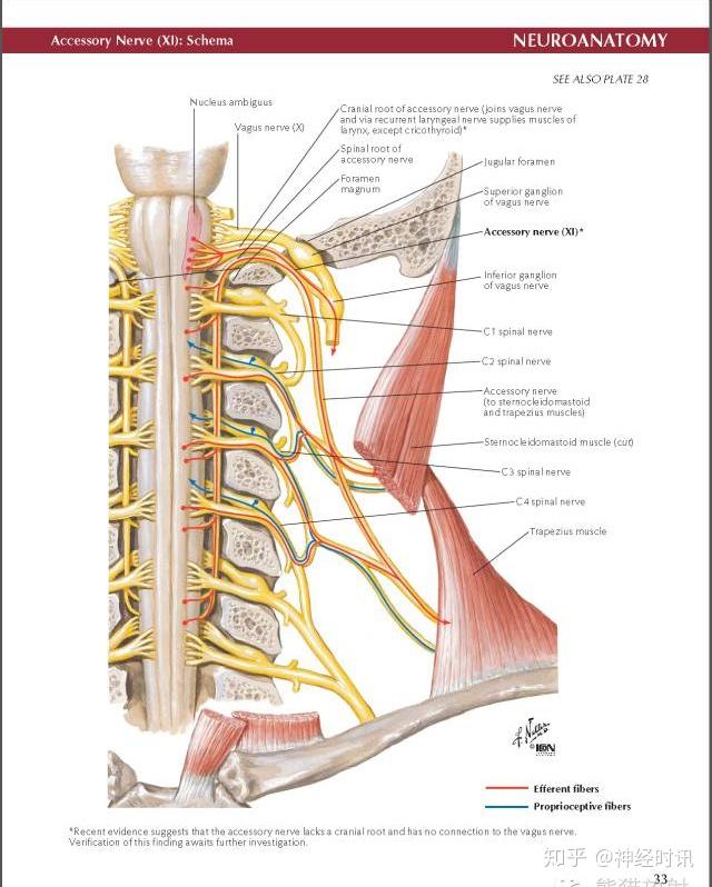 Netter脑神经解剖（精美原版高清彩色大图） - 知乎