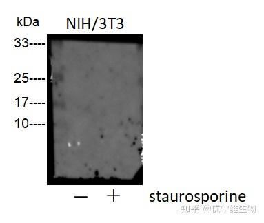 【小优细节君】如何完美展示你的WB结果图？ - 知乎