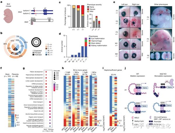 Nature：重大进展！揭示MSL2确保哺乳动物双等位基因表达机制 - 知乎