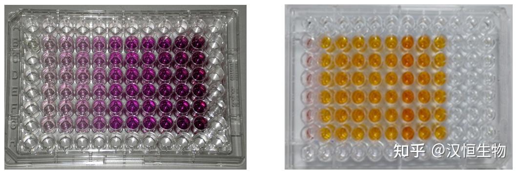 细胞功能性实验篇-细胞增殖和细胞凋亡 - 知乎