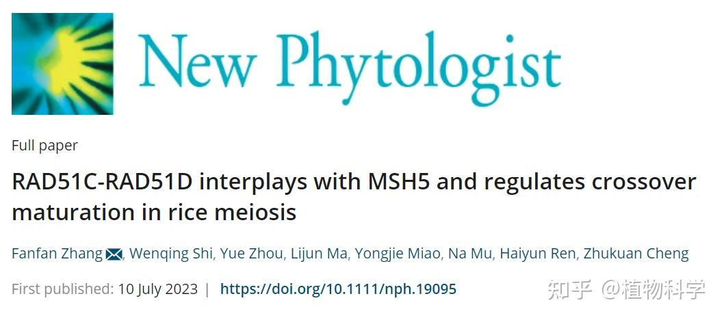 “一石二鸟”！New Phytologist | 北京师范大学张凡凡博士发文揭示RAD51C-RAD51D复合体在水稻减数分裂重组中的双重作用 ...