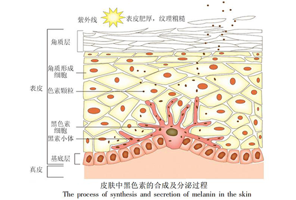 黑色素是怎么生成的?怎么减少黑色素产生? 知乎