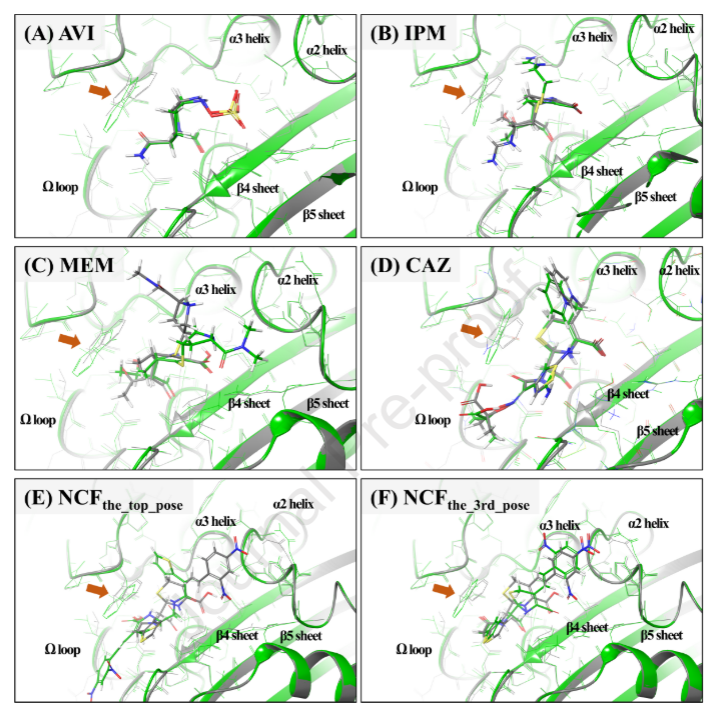 急思广益| 一种新型KPC-113变体可介导MDR-PA对碳青霉烯类和头孢他啶-阿维巴坦耐药 - 知乎