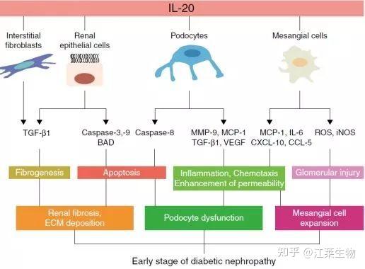白细胞介素家族相关知识（二）！ - 知乎