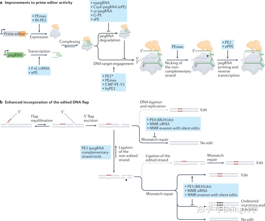 综述 | David Liu 深度解析精确基因组编辑技术—先导编辑 - 知乎