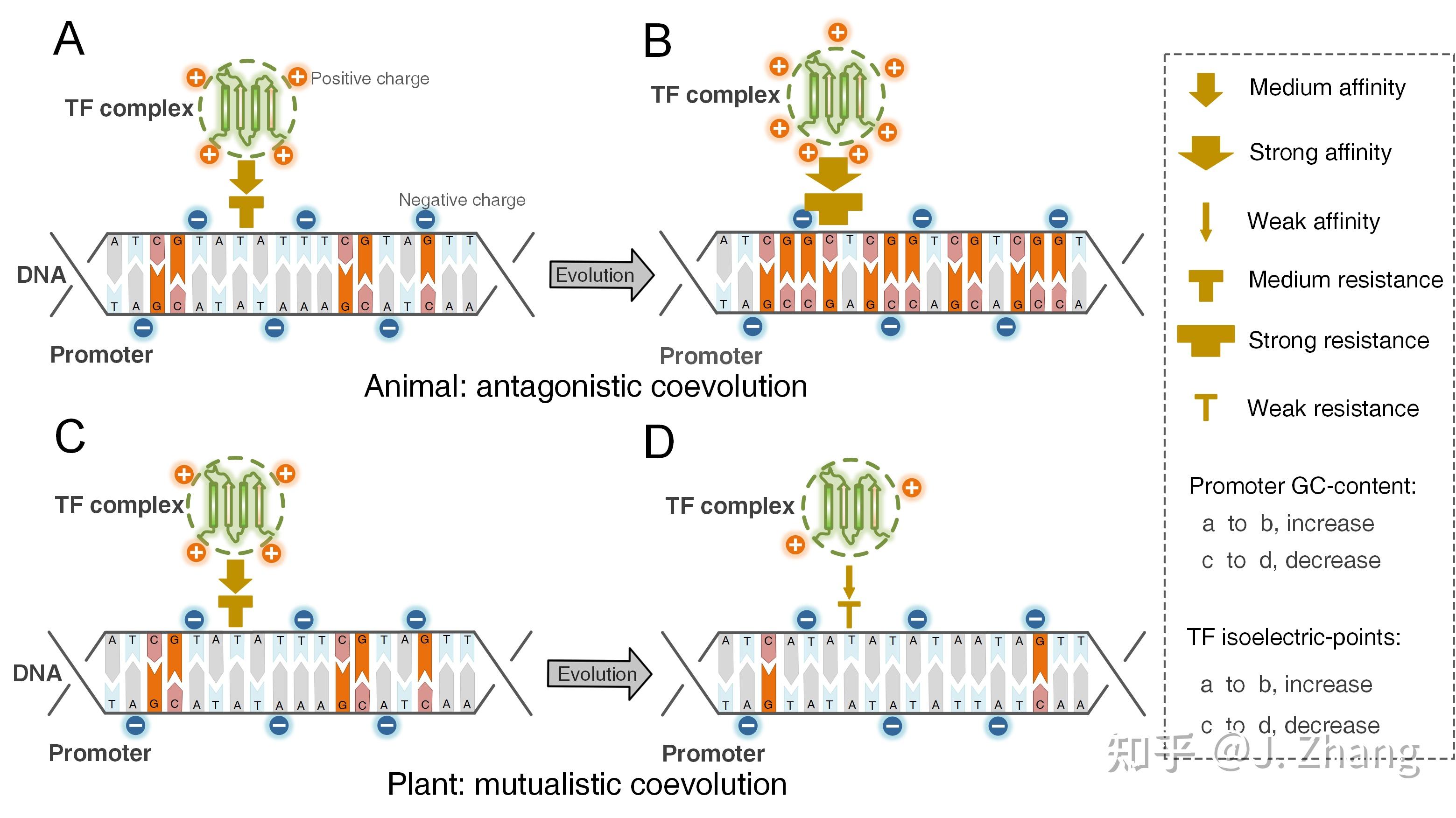 太有趣：动植物界中启动子与转录因子不同的共进化模式 - 知乎