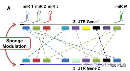 科研干货 | 一文看懂ceRNA的研究方法 - 知乎