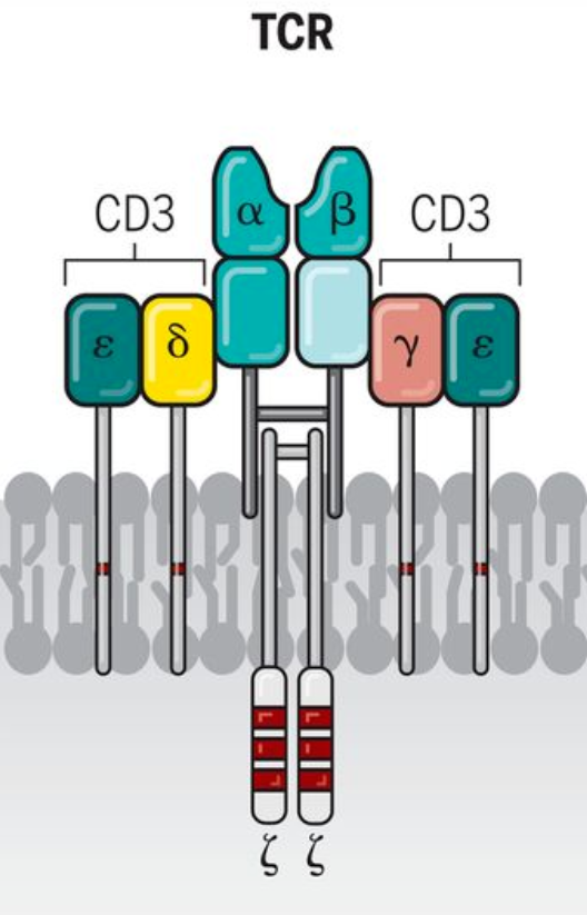 CD3/CD19自免双抗研发，这些关键小鼠模型少不了 - 知乎