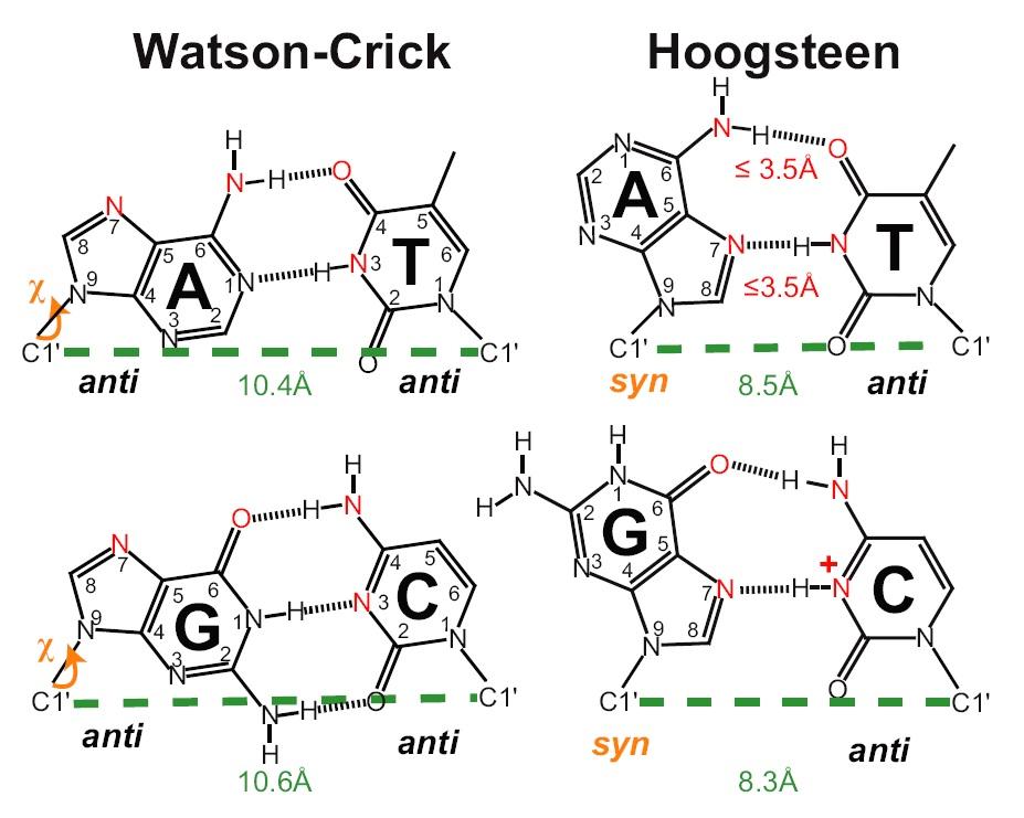 为什么DNA双螺旋结构中只能AT和GC配对? - 知乎