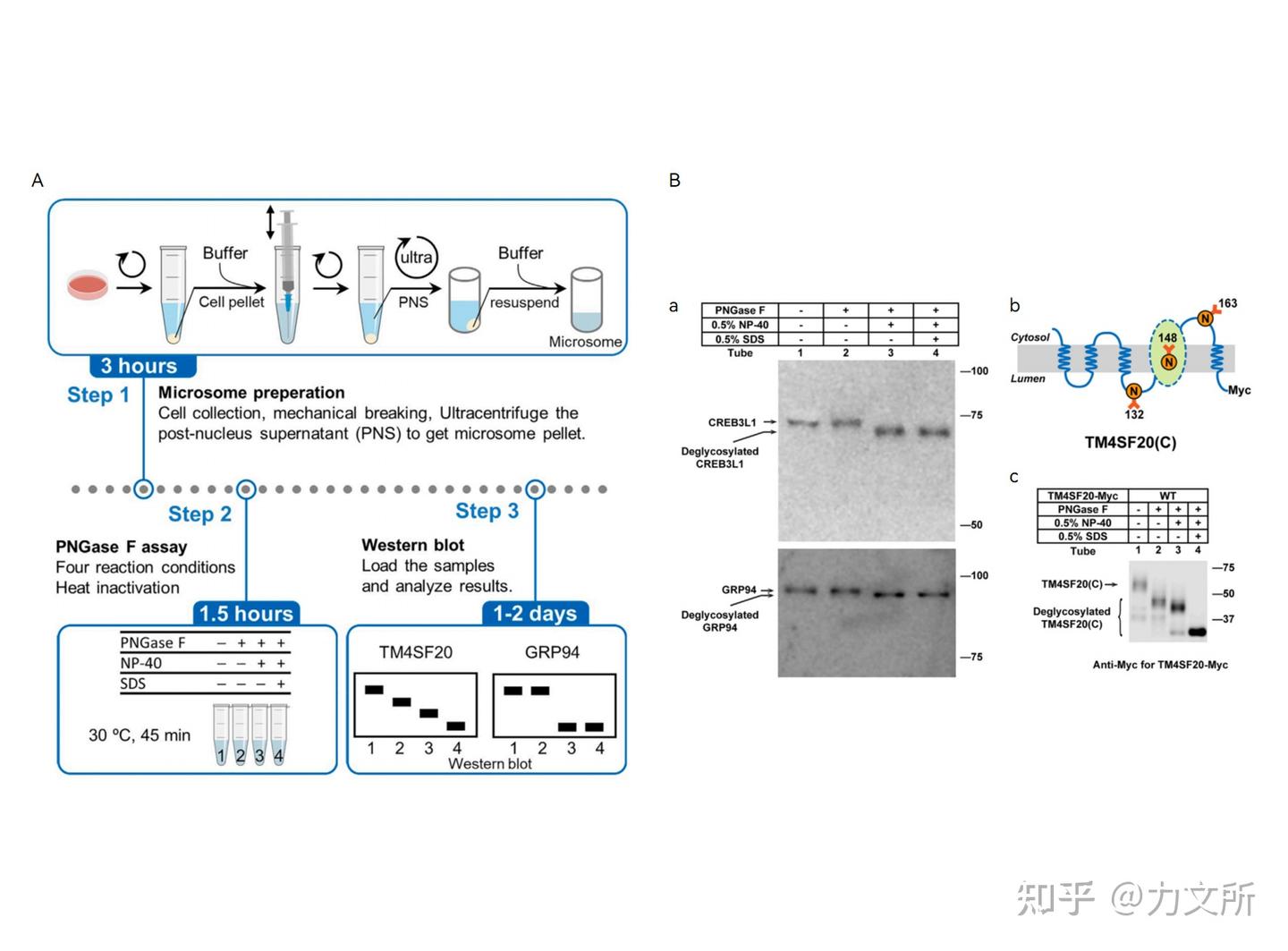全面解读PNGase F：从原理到应用，一文掌握（下） - 知乎