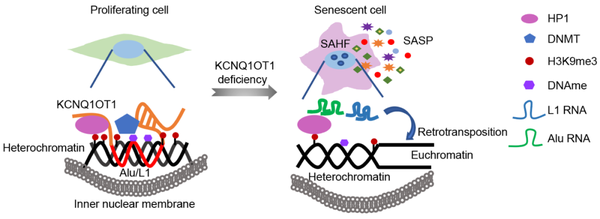 NCB | 北京大学团队揭示 KCNQ1OT1参与细胞衰老过程的分子机制 - 知乎