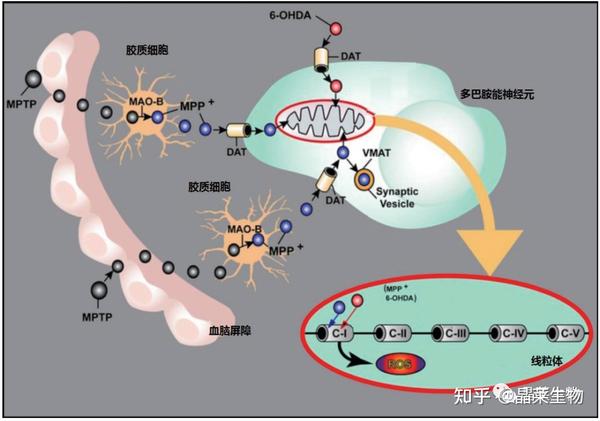 【神经系统疾病模型】帕金森（PD）动物模型构建 - 知乎