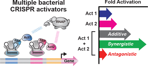 细菌 CRISPRa 系统激活强度难以在不进行蛋白进化的前提下实现调节 - 知乎