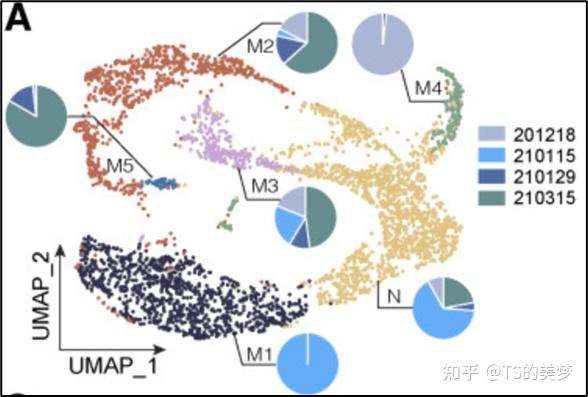 UMAP/TSNE降维图结合细胞比例饼图 - 知乎