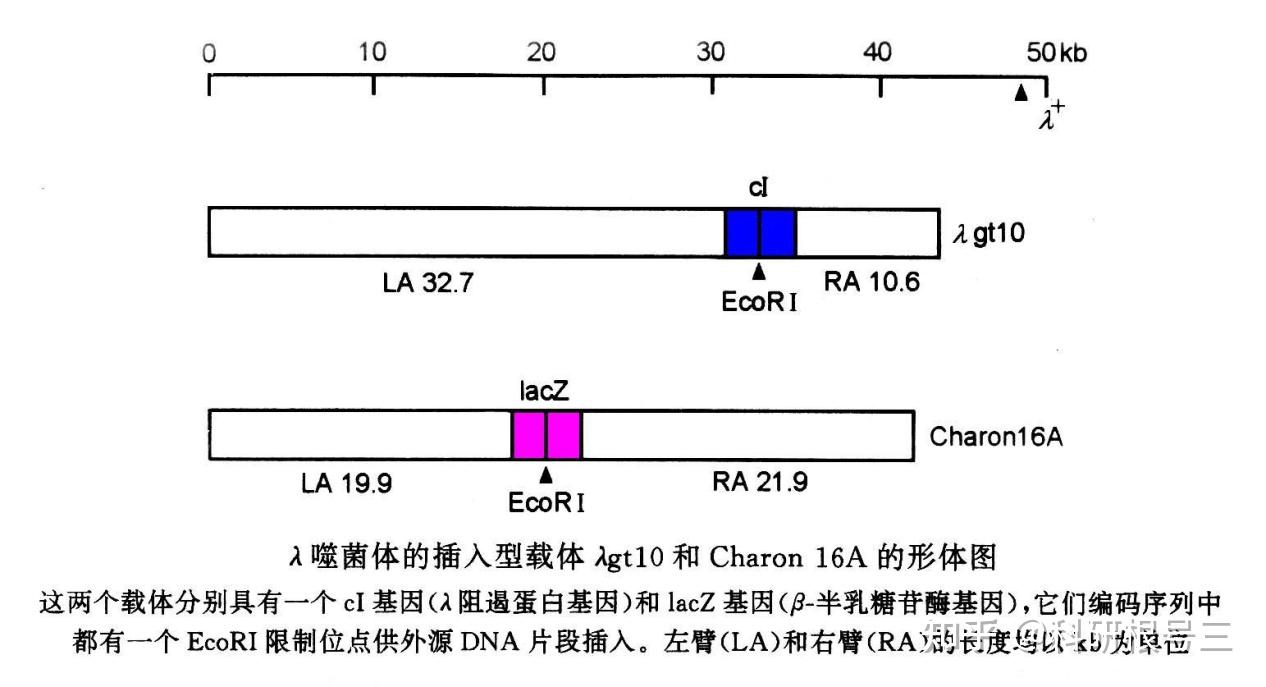 常见的载体类型汇总：质粒载体、噬菌体载体、柯斯载体、病毒载体、人工染色体载体 - 知乎