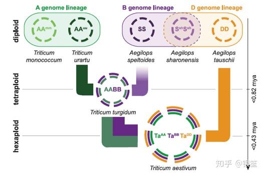 小麦起源于哪里？ - 知乎