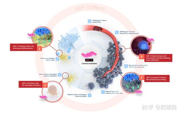 治疗肥胖及恶病质的潜力新星：GDF15 - 知乎