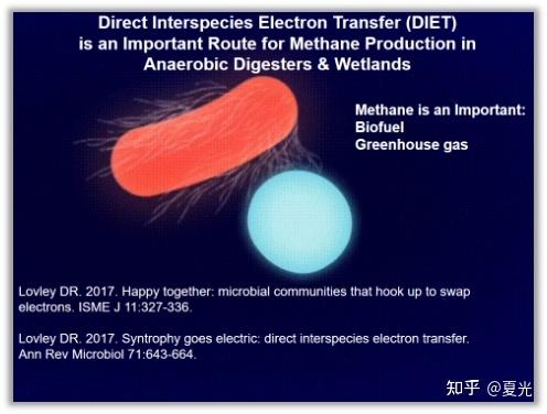 海水中Methanococcus maripaludis对EH40和E690钢的腐蚀行为影响研究 - 知乎