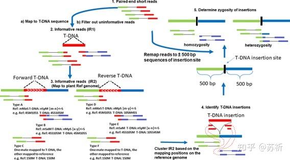 TDNAscan：TDNA插入位点分析 - 知乎