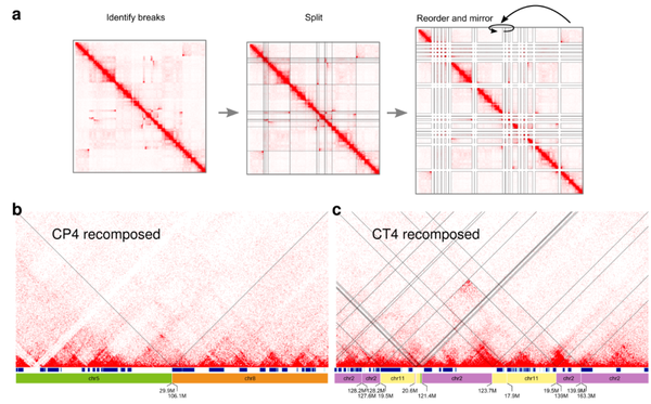 Hi-C：三维表观基因组学揭示DNA-DNA相互作用 - 知乎