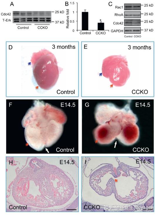 【每周一鼠】Cdc42条件性敲除小鼠 - 知乎