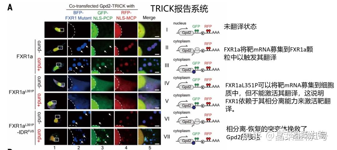 FXR1的LLPS通过激活储存的mRNA的翻译来驱动精子发生 - 知乎