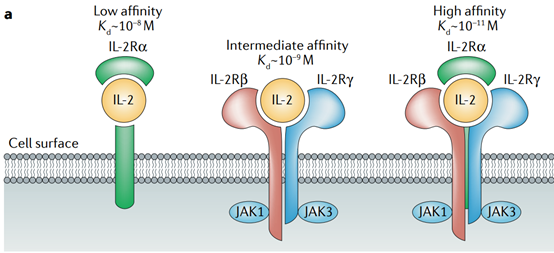 IL-2/IL-2R研究简史 - 知乎
