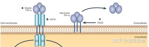 细胞毒性T细胞表面关键分子：TNFa - 知乎