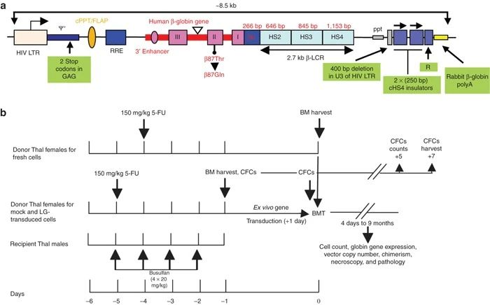 又是病毒载体惹的祸，蓝鸟基因疗法LentiGlobin出现插入致癌，Zynteglo被暂停销售 - 知乎