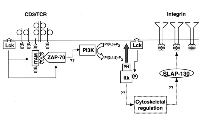 靶向治疗策略中的CD3 - 知乎