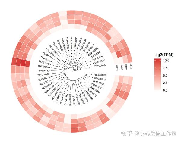 用ggtree、ggtreeExtra给环形进化树外圈添加热图、柱状图和文字注释 - 知乎