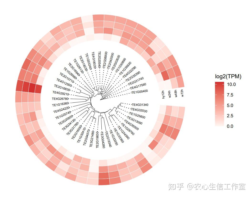 用ggtree、ggtreeExtra给环形进化树外圈添加热图、柱状图和文字注释 - 知乎