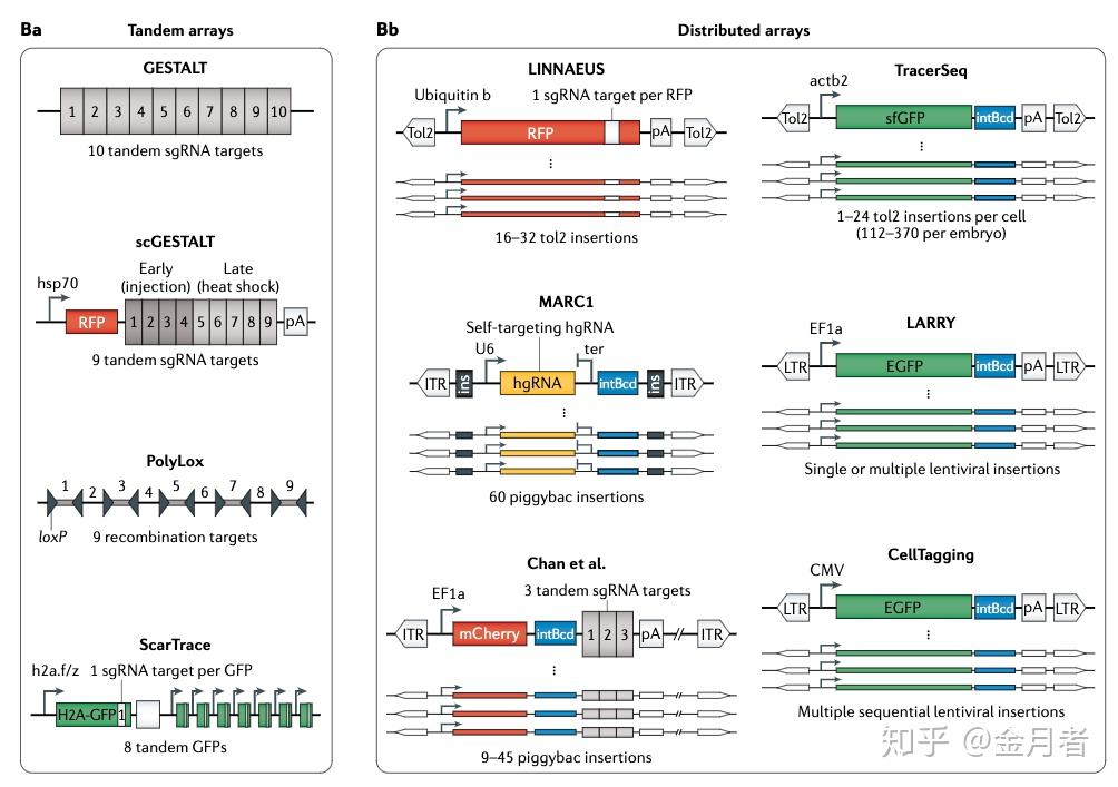 Lineage tracing meets single-cell omics 分享[2] - 知乎