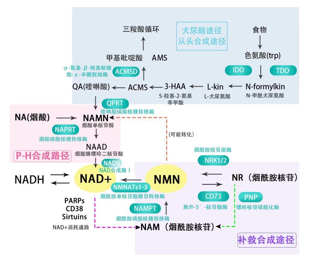 1+1>2，人参皂苷Rh2+NMN，黄金组合，复合增效，优质之选！ - 知乎