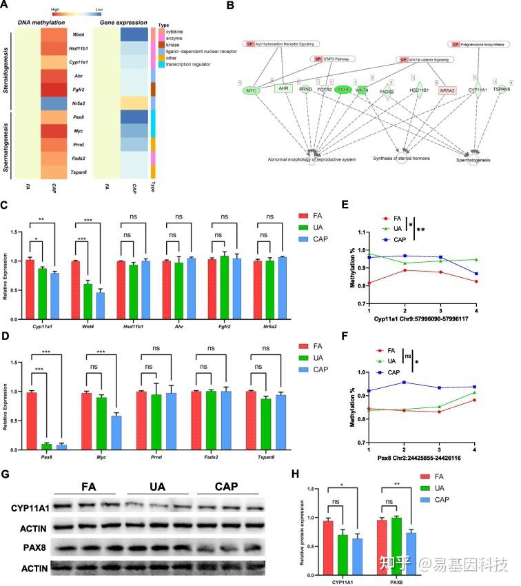 易基因项目文章｜WGBS+RNA-seq揭示PM2.5引起男性生殖障碍的DNA甲基化调控机制 - 深圳市易基因科技 - 博客园