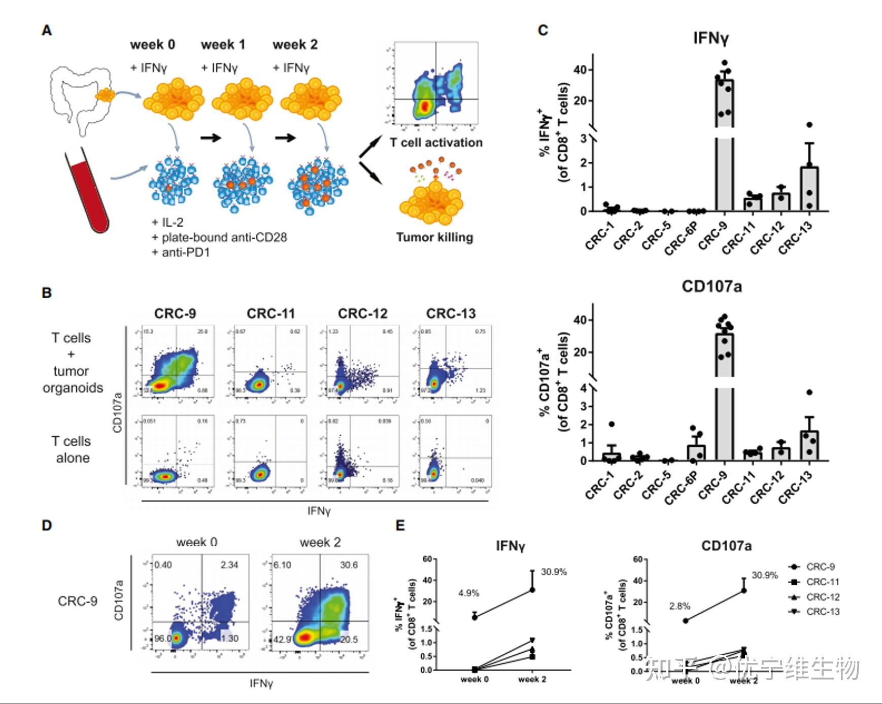 免疫共培养之——类器官 - 知乎