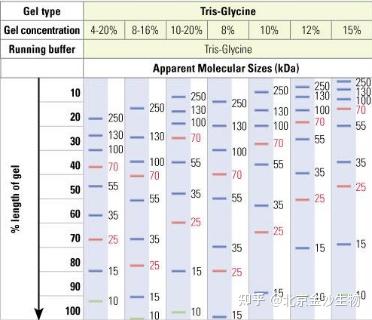 小知识 | 蛋白Marker（一） - 知乎