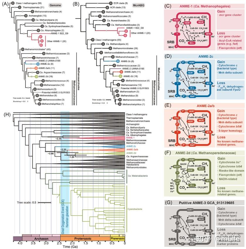 mLife专题分享 | 古菌研究 - 知乎