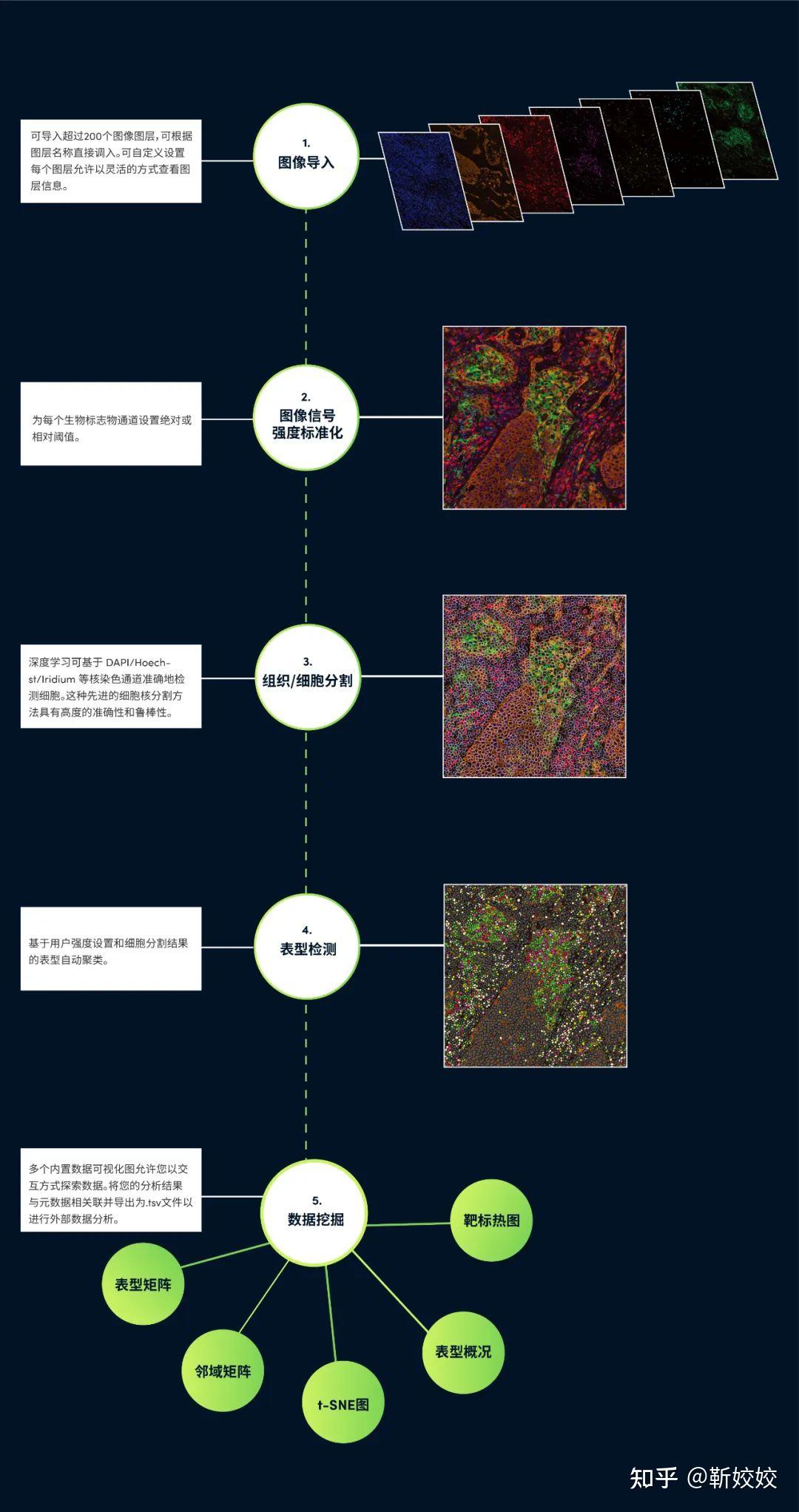 Visiopharm AI驱动多重免疫荧光表型分析：在空间环境中捕捉细胞多样性 - 知乎