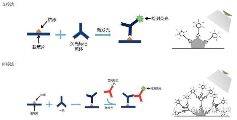 免疫染色技术讲堂之前言 - 知乎