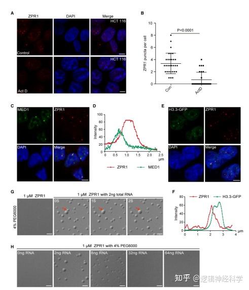 Cell Reports︱四川大学任海燕课题组揭示病原菌抑制宿主液-液相分离帮助病原体逃避宿主防御的新机制 - 知乎